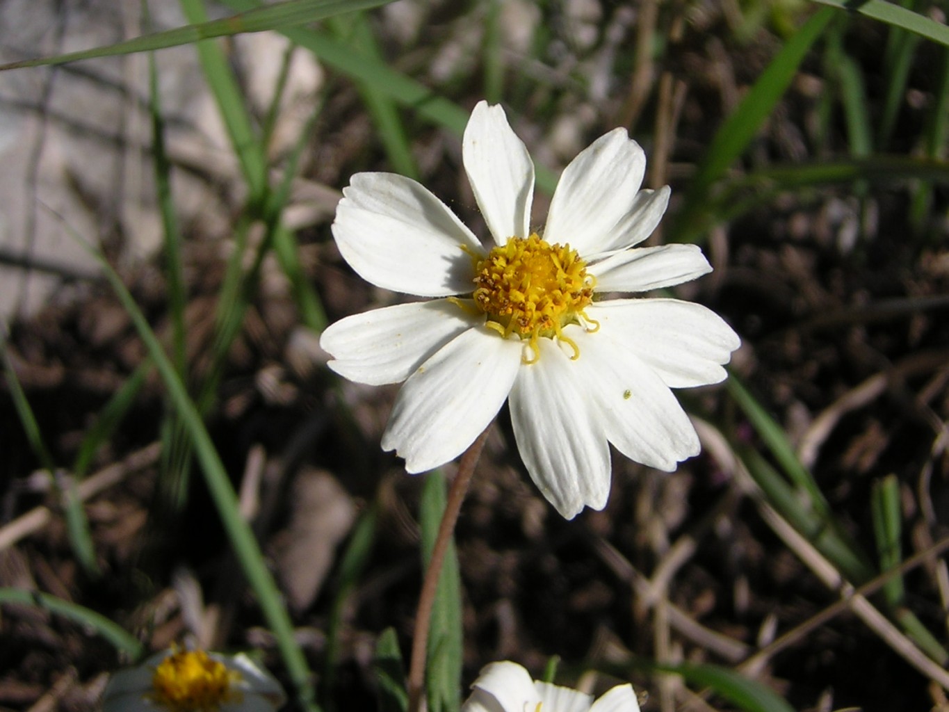 Plant Care Index