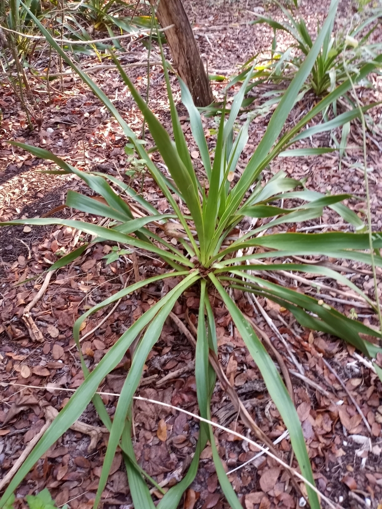 Plant Care – Red Yucca